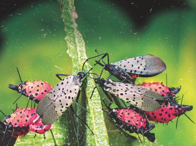 Spotted lanternflies ‘still a problem’: Invasive insect brings risks ...